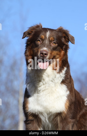 Dog Australian shepherd / Aussie adult portrait black tricolor Stock ...