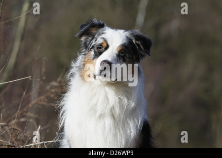 Dog Australian shepherd / Aussie adult portrait black tricolor Stock ...
