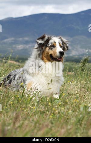 Dog Australian shepherd / Aussie adult portrait black tricolor Stock ...