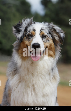 Dog Australian shepherd / Aussie adult portrait black tricolor Stock ...