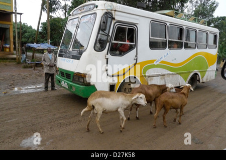 Goats on the street, Ethiopia Stock Photo - Alamy