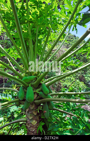 Tropical papaya tree with hanging papaya fruits close up Stock Photo ...