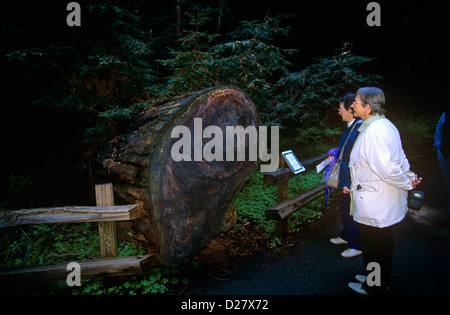 This exhibit at Muir Woods National Monument shows what tree rings mean ...