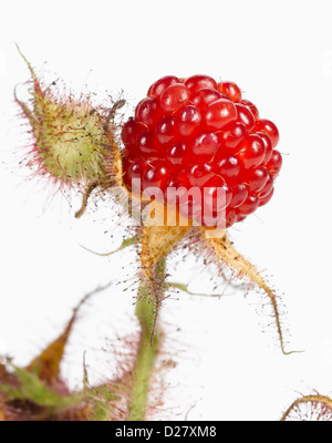 Ripe red raspberry on white background Stock Photo - Alamy