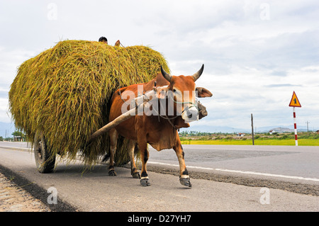 Ox-cart on road near Moteng; Drakensberg Mountains, Lesotho Stock Photo ...