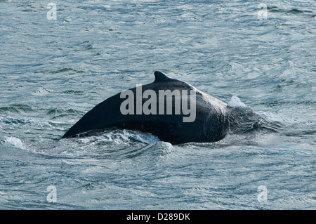 Humpback whales in Husavik Iceland Stock Photo - Alamy