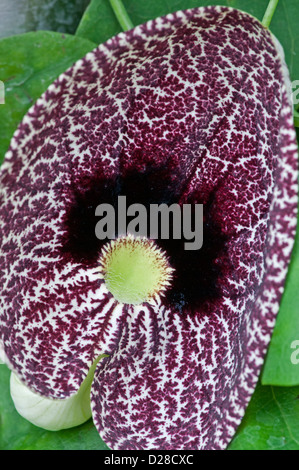 Calico flower (Aristolochia elegans Stock Photo - Alamy