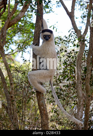 Madagascar, Ranohira, A white lemur, Verreaux's sifaka (Propithecus ...