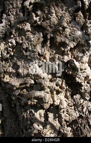 leaf, tree, park, trunk, flora, botany, outdoor, growth, gardening ...