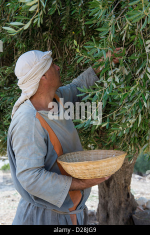 Palestinian farmer harvesting olive tree in Nazareth Village Stock ...