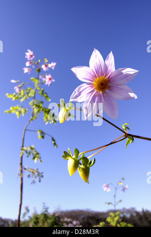Beautiful dahlia flowers on blue background Stock Photo - Alamy