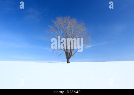 The tree of philosophy, Hokkaido Stock Photo - Alamy