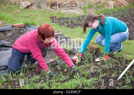 People weeding on an allotment Stock Photo - Alamy