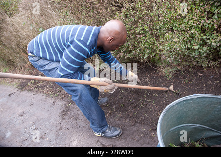 People weeding on an allotment Stock Photo - Alamy