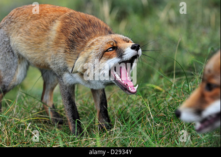 Scared and aggressive, subordinate Red fox (Vulpes vulpes) in defensive ...