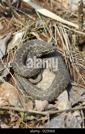 Steppe viper in a pose threats Stock Photo - Alamy
