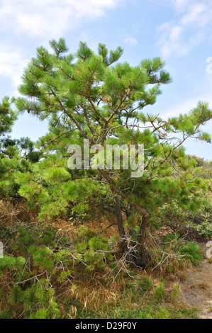 Cape Cod Pitch Pine trees, Massachusetts, USA Stock Photo - Alamy
