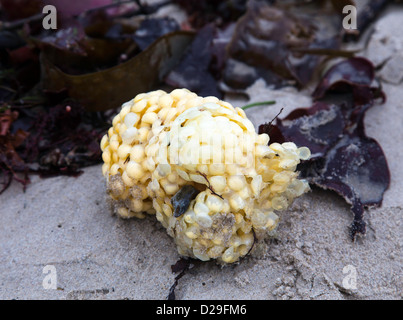 Shell and egg case of Common Whelk (Buccinum undatum) on beach sand ...
