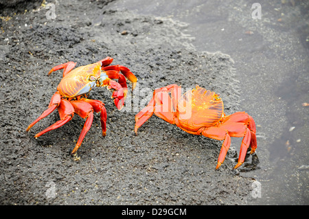 Ecuador Galapagos Islands Sally Lightfoot Crab Graspus graspus scuttles ...