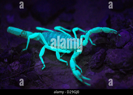 Desert hairy scorpion (Hadrurus spadix) in eastern Oregon, USA Stock ...