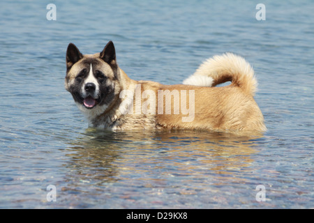 American Akita dog standing in profile, full body side view, studio ...
