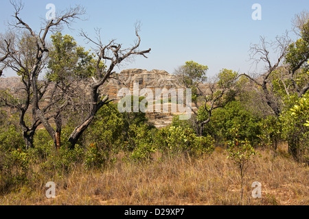 Tapia Tree, Uapaca bojeri, Isalo National Park, Madagascar Stock Photo ...