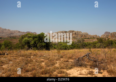 Tapia tree, Uapaca bojeri, Isalo, Madagascar Stock Photo - Alamy