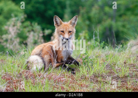 Red Fox in Algonquin Provincial Park in Ontario, Canada Stock Photo - Alamy