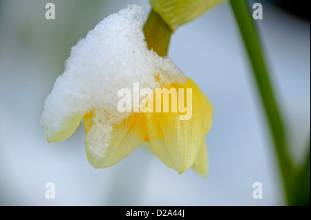 Daffodil Blossom After A Freezing Rain And Snow Storm. Boulder ...