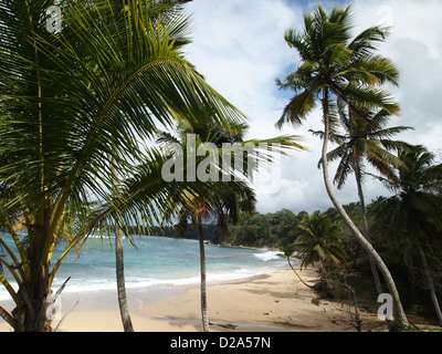 Palm Cove beach tall palm tree grove Stock Photo - Alamy