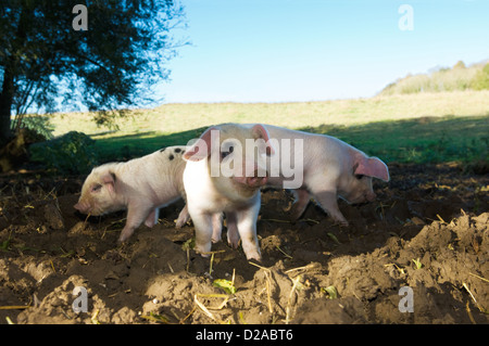 Pigs rooting in dirt field Stock Photo - Alamy
