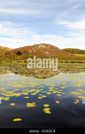 Water lily leaves on Llyn Barfog Aberdovey Gwynedd Wales Cymru UK GB ...