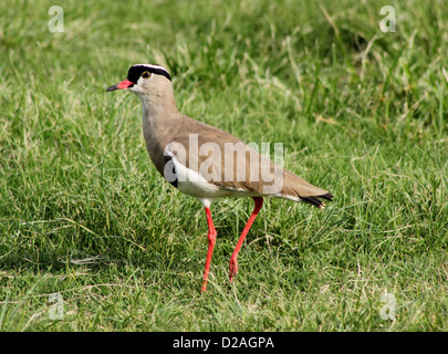 Bright Eyed Crowned Plover Lapwing Bird on Grass Leg Forward Stock ...