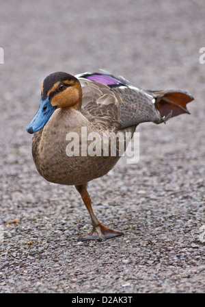 Philippine duck (Anas luzonica), Philippine Ducks, Ducks, Goose Birds ...