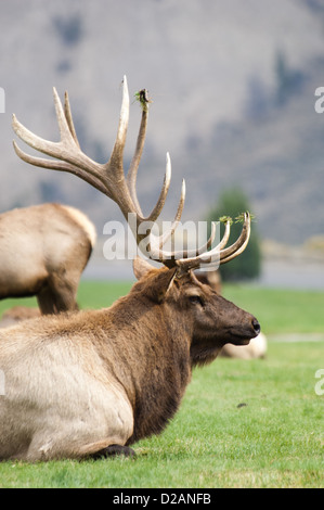 Bull Elk mating or breeding with Cow Elk. (Cervus canadensis). Jasper ...