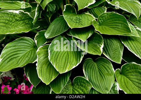 Hosta crispula, in june, in a garden. Normandy, France Stock Photo - Alamy