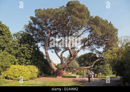 Stone pine tree, Pinus pinea, Kew Gardens, London, UK Stock Photo - Alamy