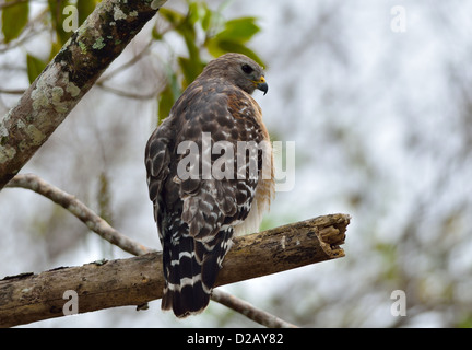 A red-shouldered hawk standing on a tree limb. Big Cypress National ...
