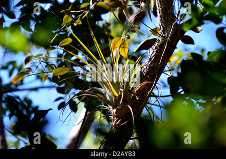 Bromeliad plant on a tree branch. The Everglades National Park, Florida ...