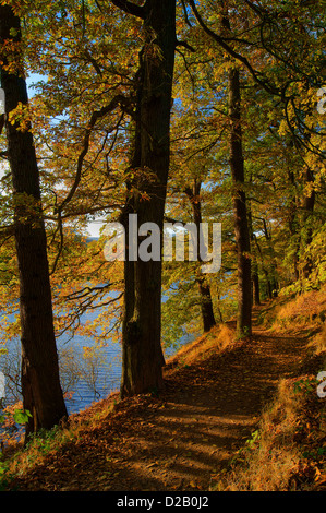 Woods around Damflask Reservoir,Peak District during Autumn Stock Photo ...