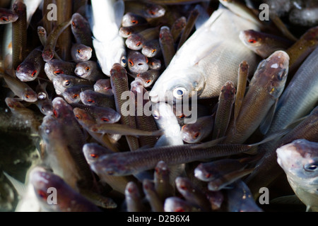 Berlin, Germany, dead and half-dead fish below the surface of the ...