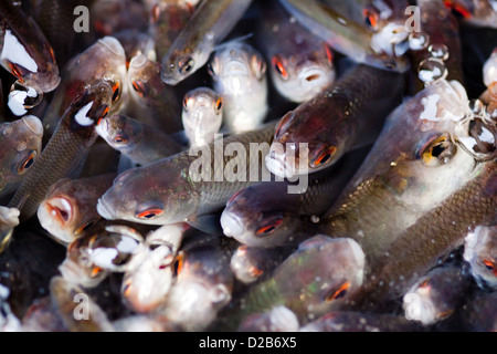 Berlin, Germany, dead and half-dead fish below the surface of the ...