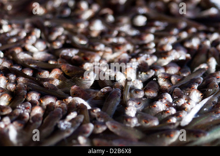 Berlin, Germany, dead and half-dead fish below the surface of the ...