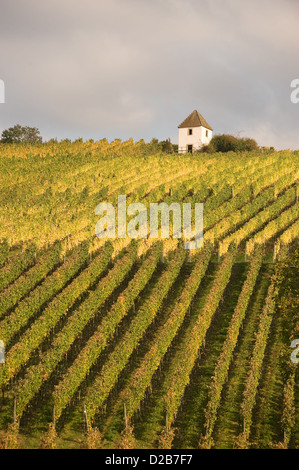Buggingen, Germany, a vineyard in Markgraeflerland Stock Photo - Alamy