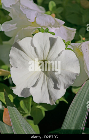 Petunia, Petunia x hybrida, Empress garden, Pune, Maharashtra, India ...
