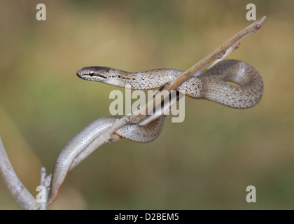 Smooth snakes entwine tree branch Stock Photo - Alamy