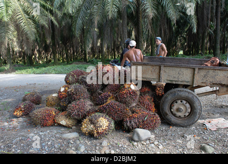 Palm oil fruits, Costa Rica Stock Photo - Alamy