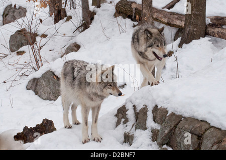 A pair of Timber Wolves in winter Stock Photo - Alamy