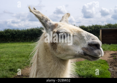 The mouth and nose of a lama Stock Photo - Alamy