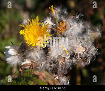 Flower of the Beaked Hawksbeard Stock Photo - Alamy